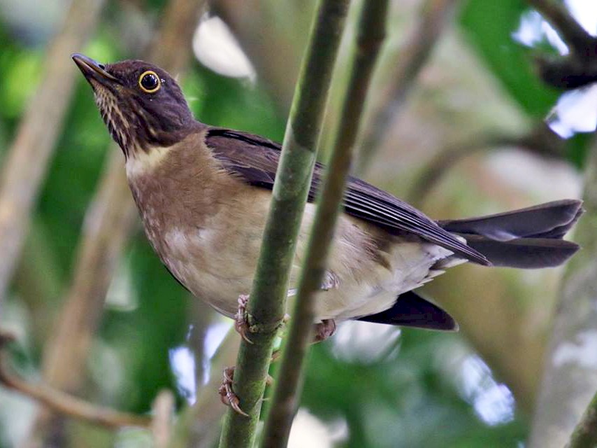 White-throated Thrush - eBird