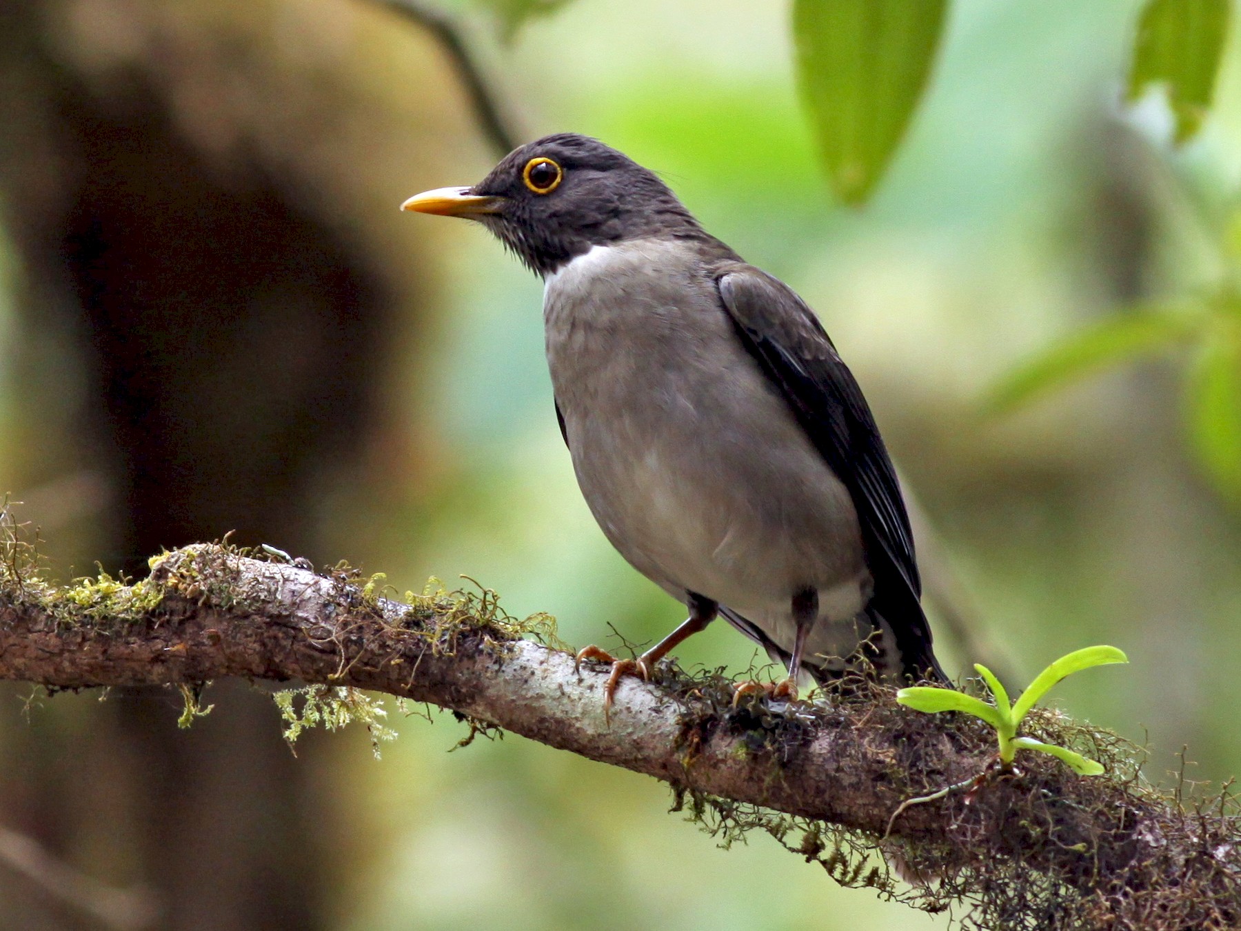 White-throated Thrush - eBird