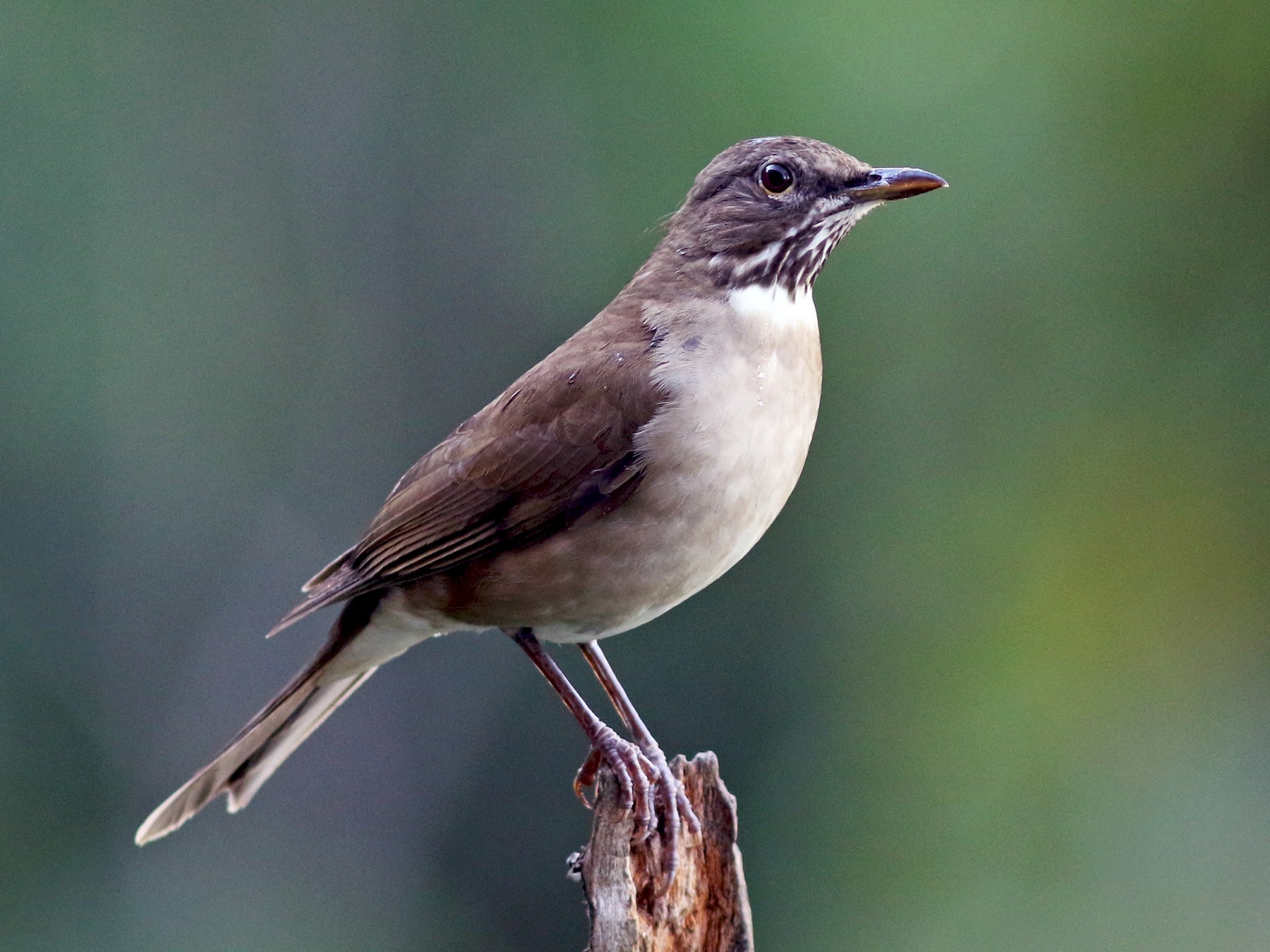 White-throated Thrush - eBird
