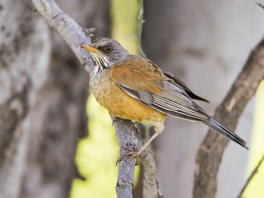 Rufous-backed Robin - eBird