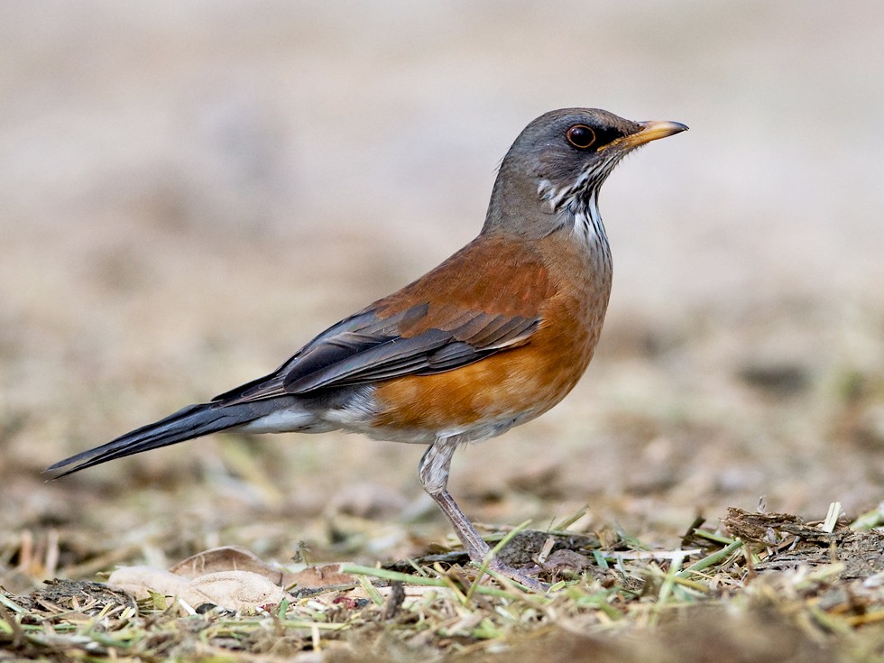 Rufous-backed Robin - eBird