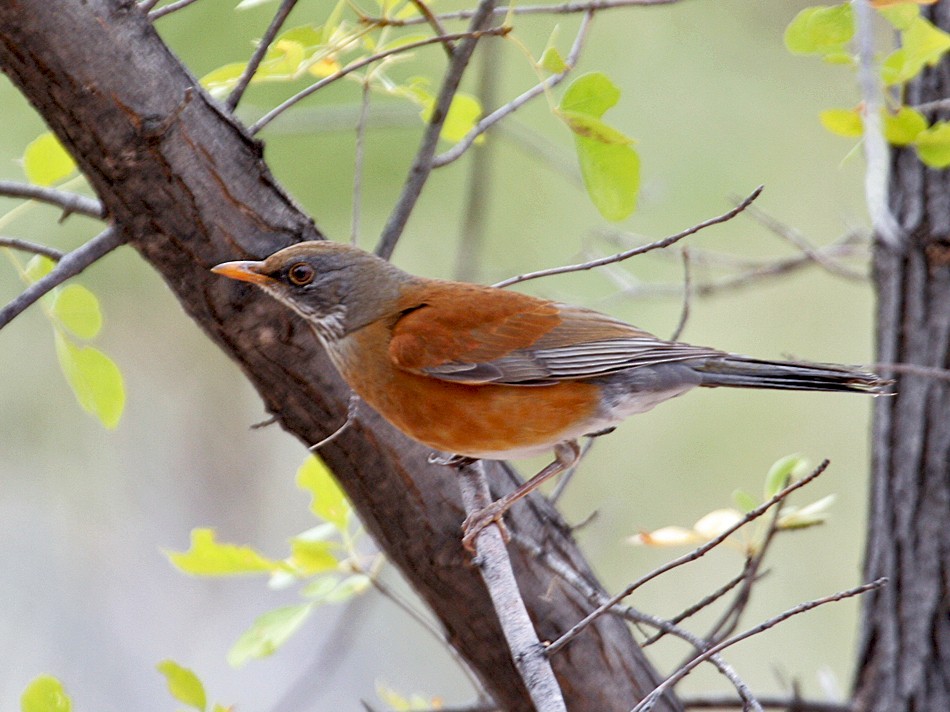 Rufous-backed Robin - eBird