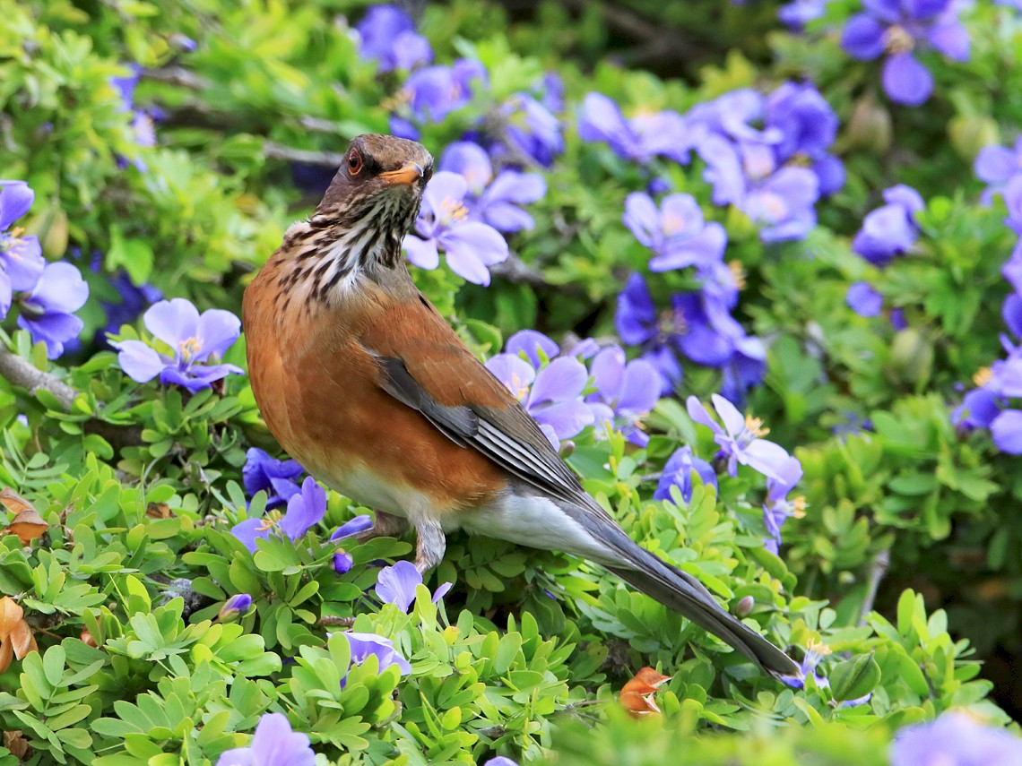 Rufous-backed Robin - eBird