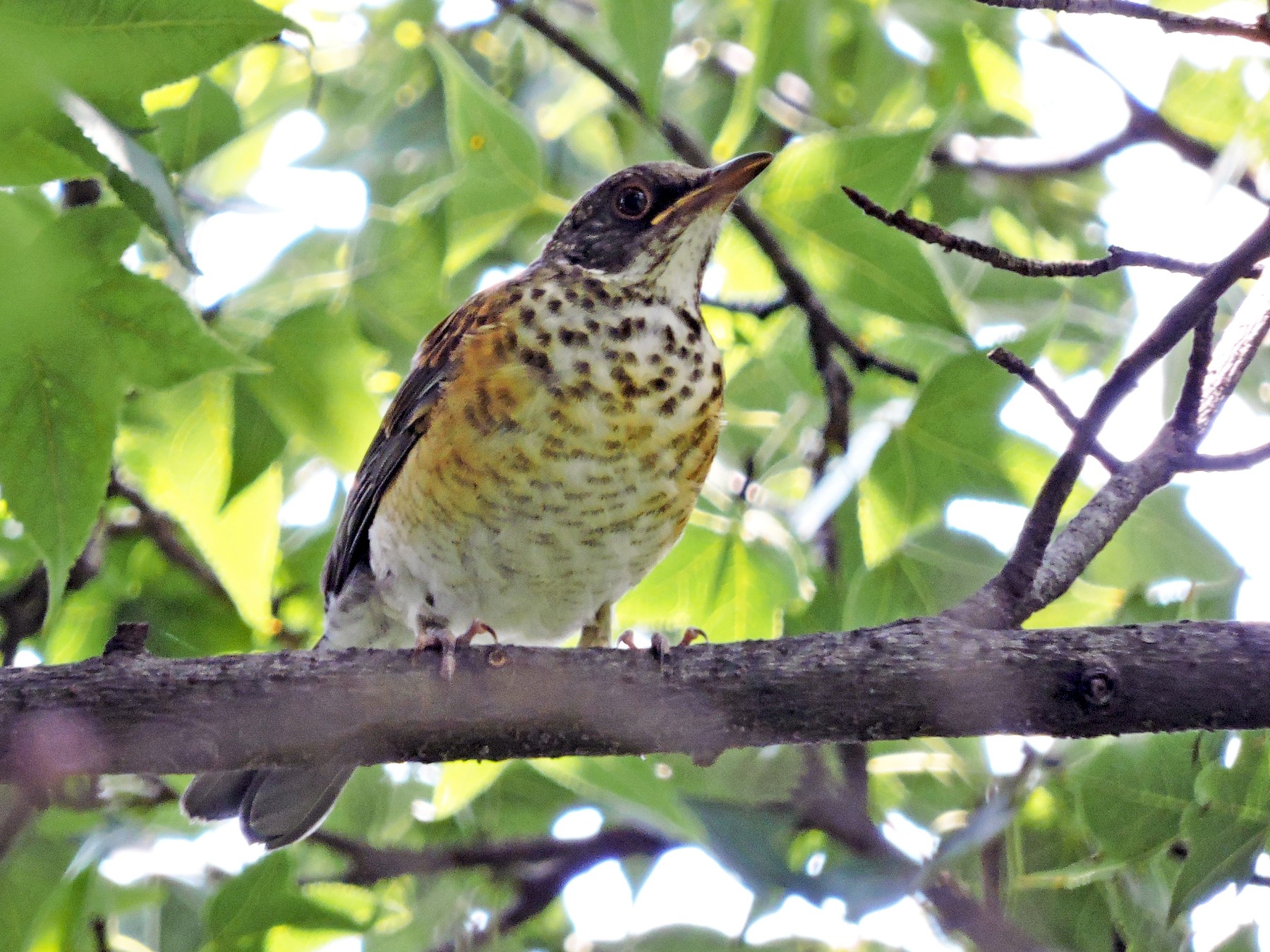 Rufous-backed Robin - eBird