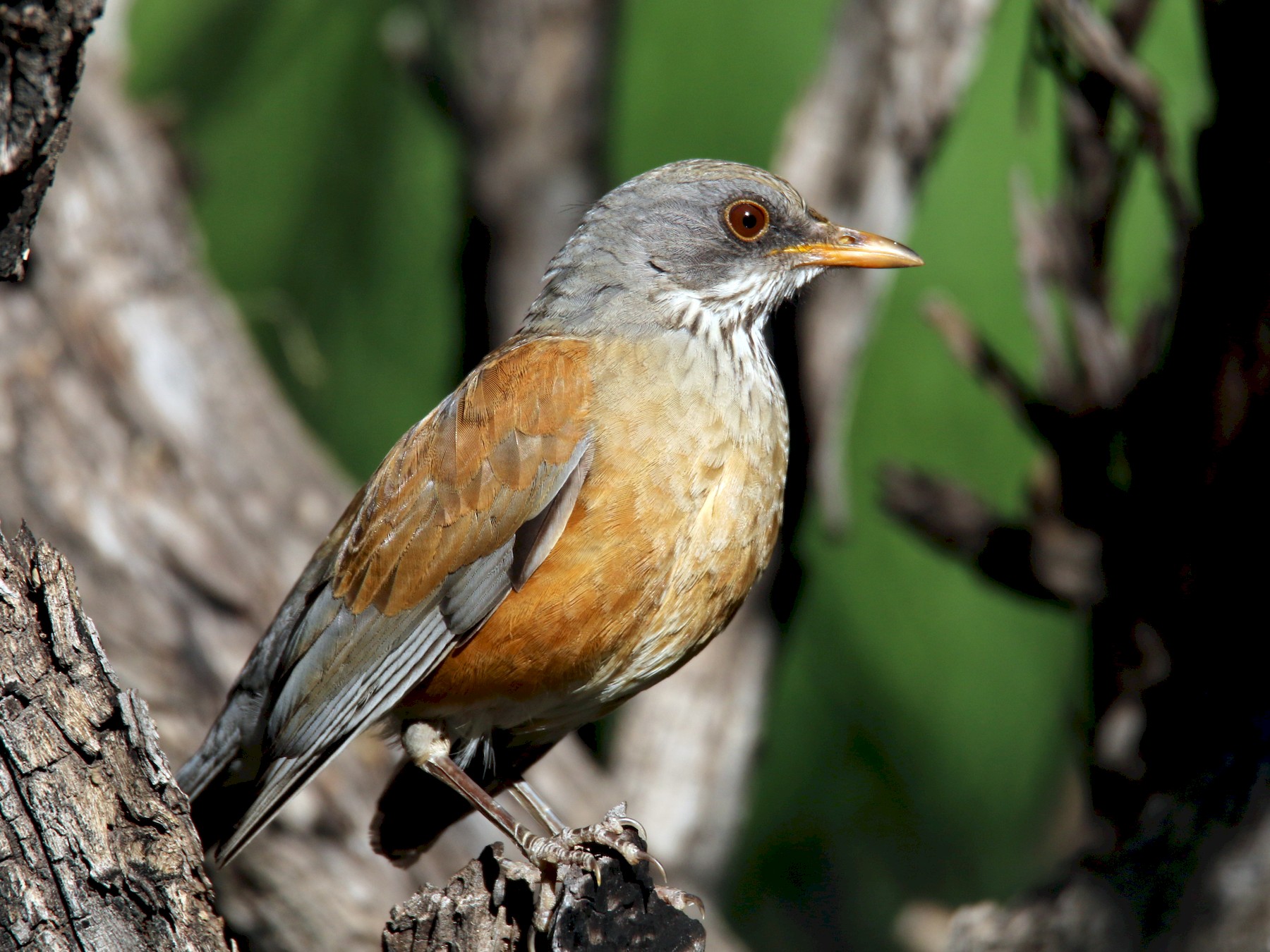 Rufous-backed Robin - eBird