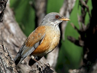 Rufous-backed Robin - eBird