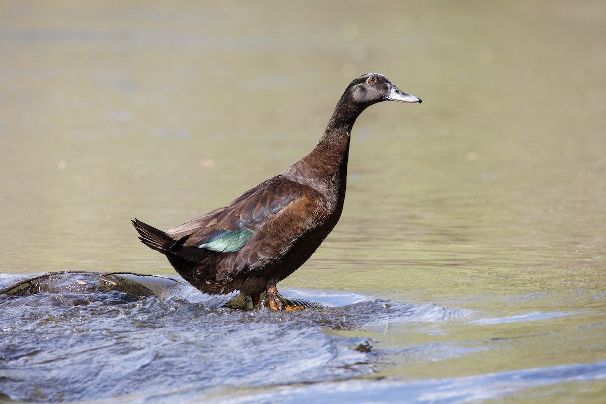 ML443372731 Muscovy Duck x Mallard (hybrid) Macaulay Library