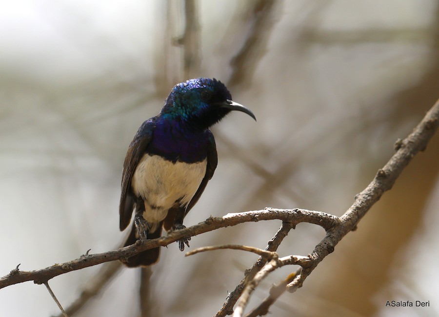 Variable Sunbird (White-bellied) - eBird