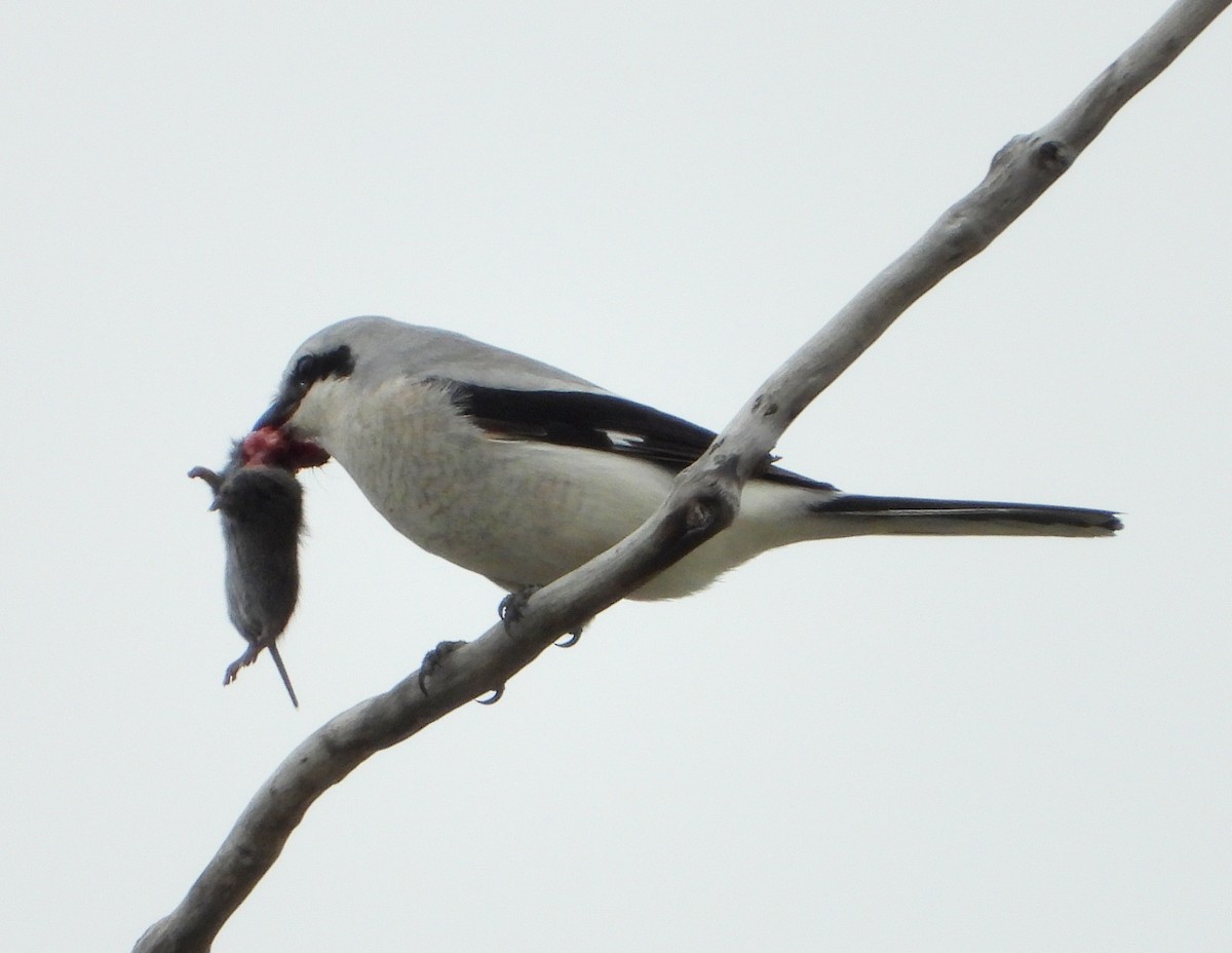 eBird Checklist - 2 May 2022 - Ottawa NWR--Crane Creek Estuary (Ottawa ...