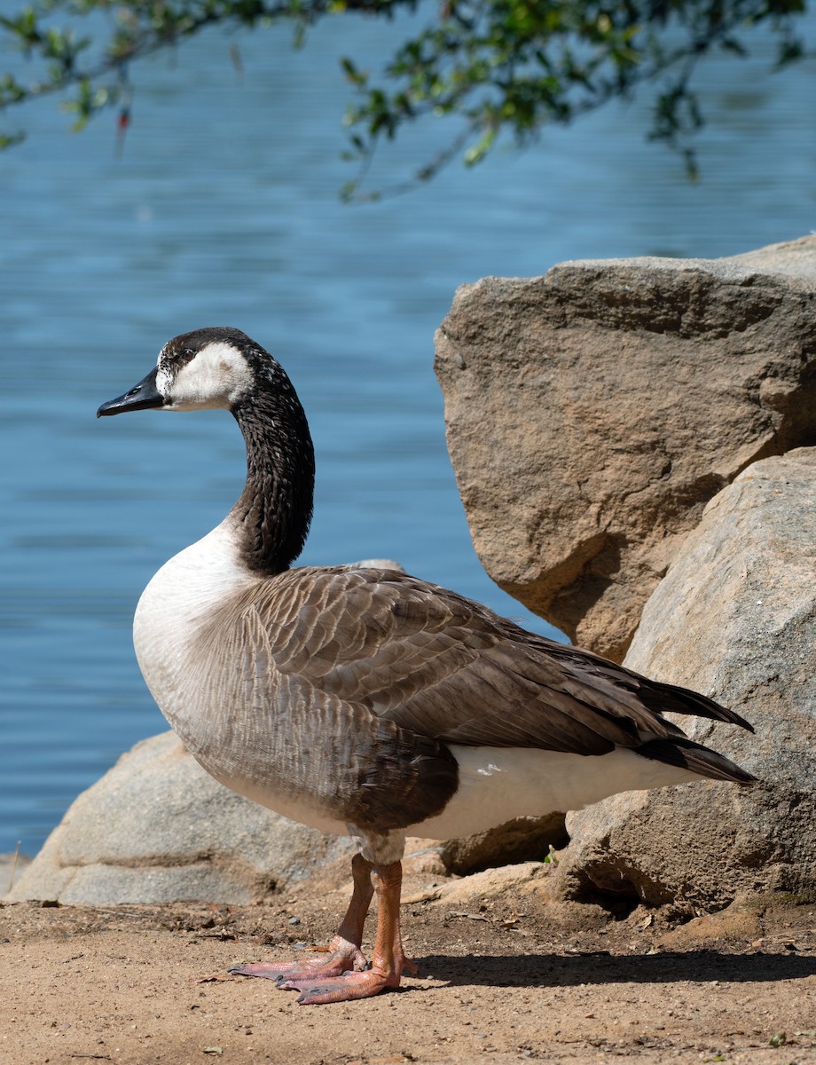 Swan Goose x Canada Goose (hybrid) - eBird