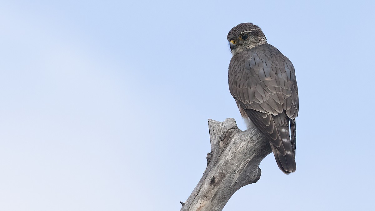 Using Merlin to aid your atlasing - New York Breeding Bird Atlas