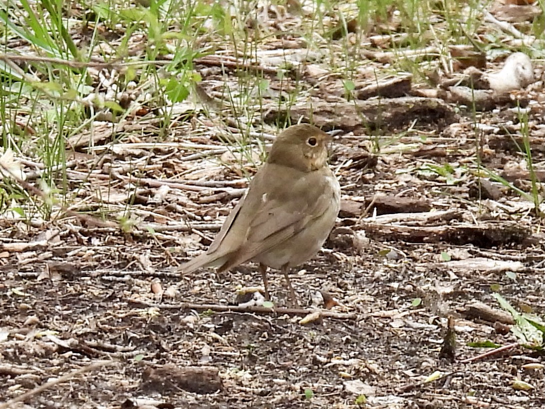 eBird Checklist - 3 May 2022 - Mormon Island SRA - 36 species
