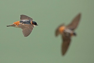 Chestnut-collared Swallow - Petrochelidon rufocollaris - Birds of the World