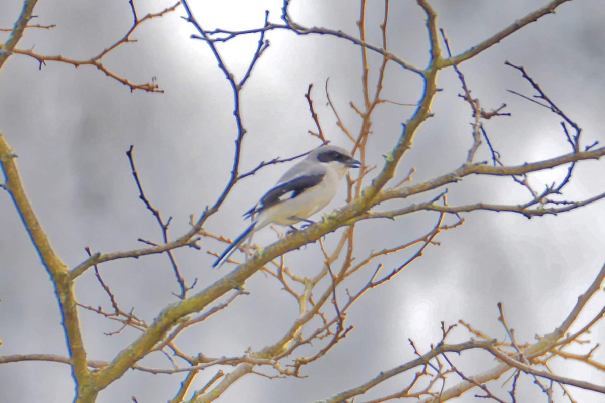 eBird Checklist - 23 Apr 2022 - Old Crow Wetland - 1 species