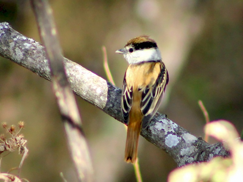 Gray-collared Becard - eBird