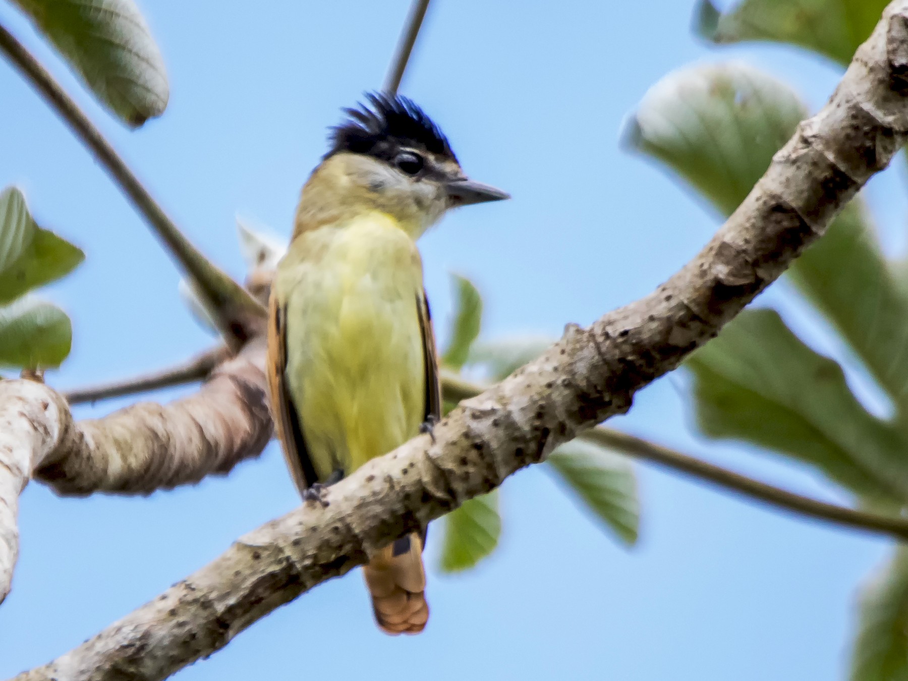 Gray-collared Becard - eBird