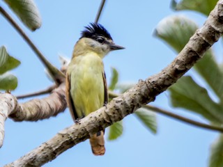 Gray-collared Becard - eBird