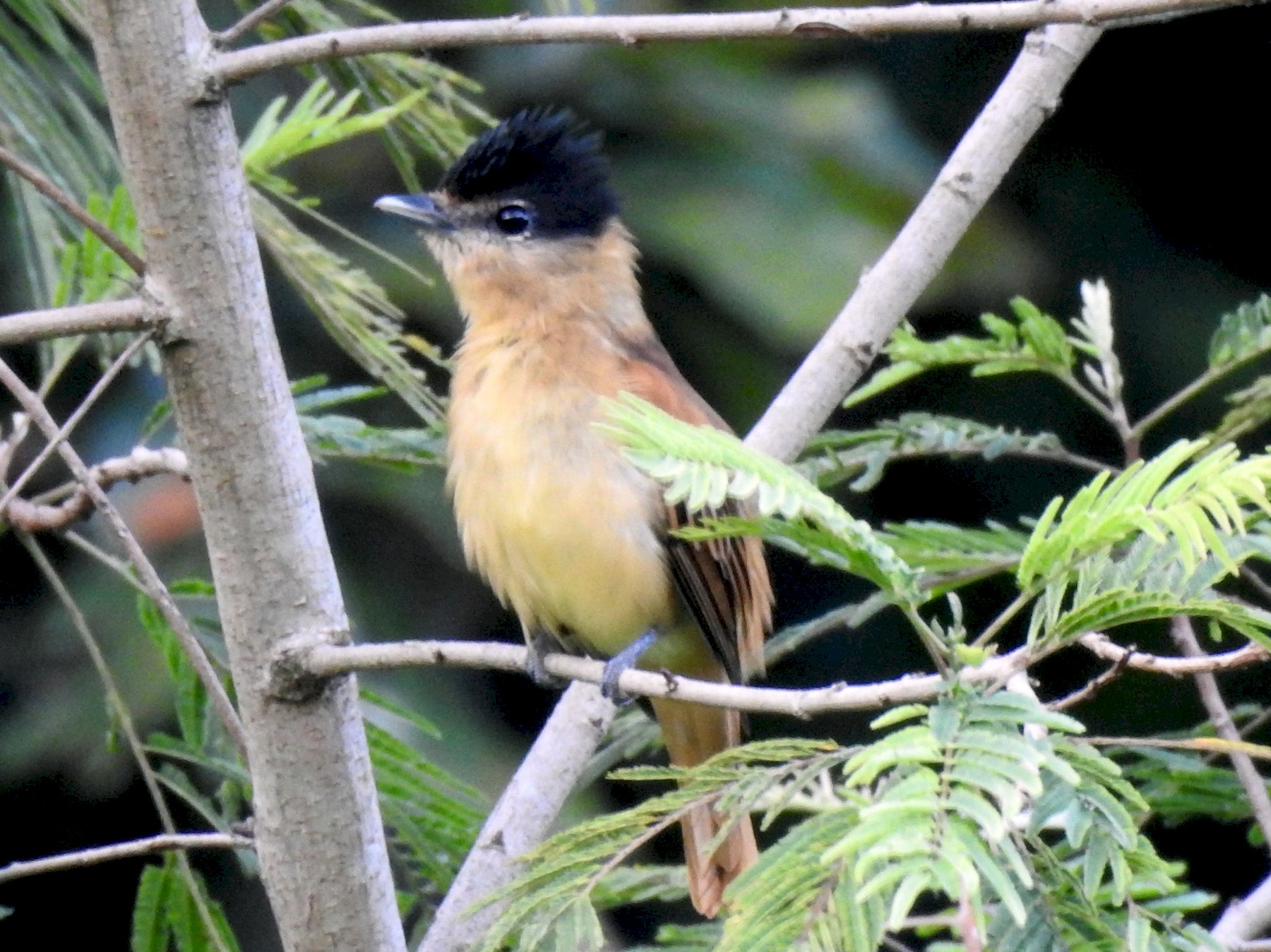 Gray-collared Becard - eBird