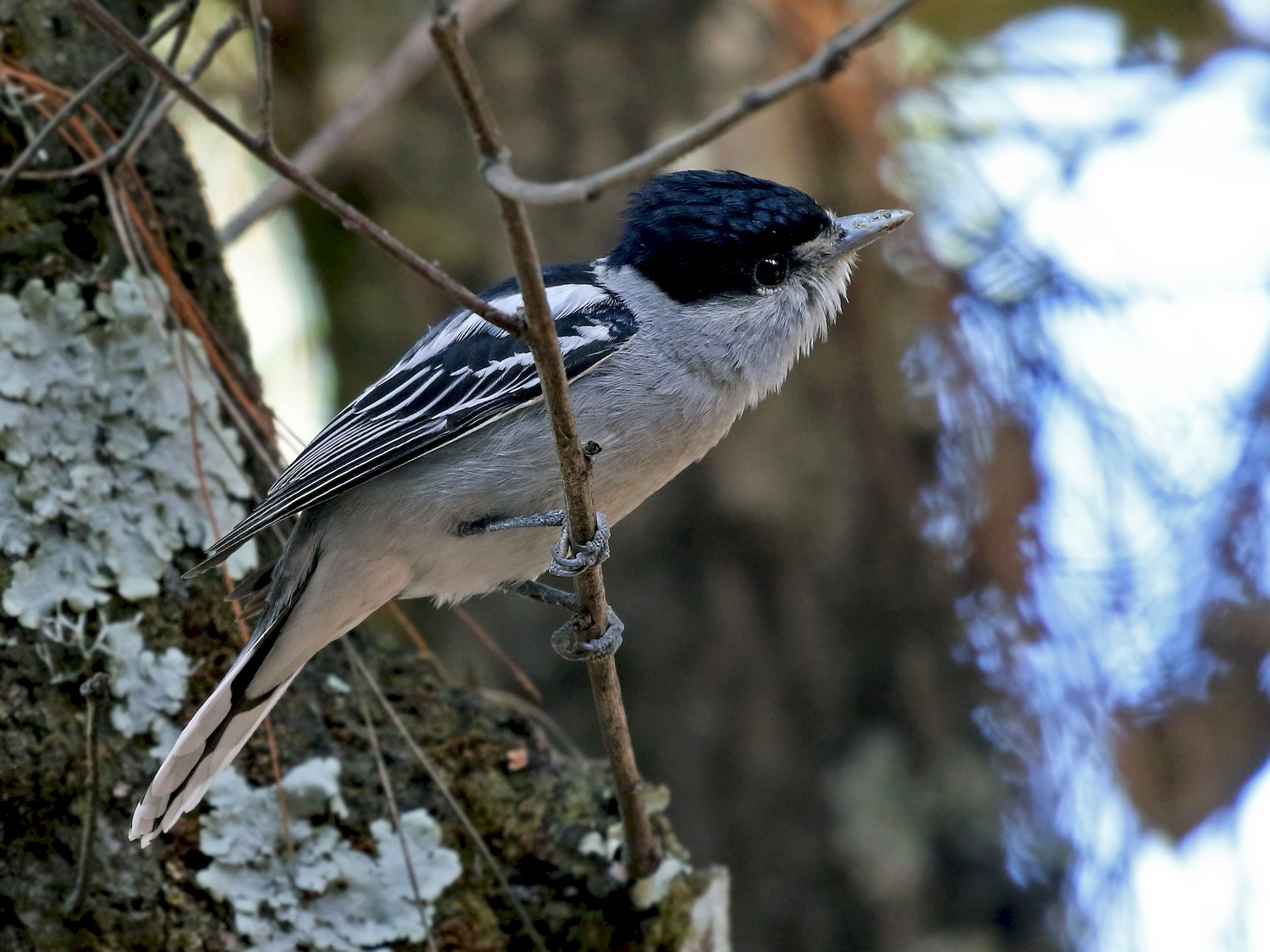 Gray-collared becard - eBird