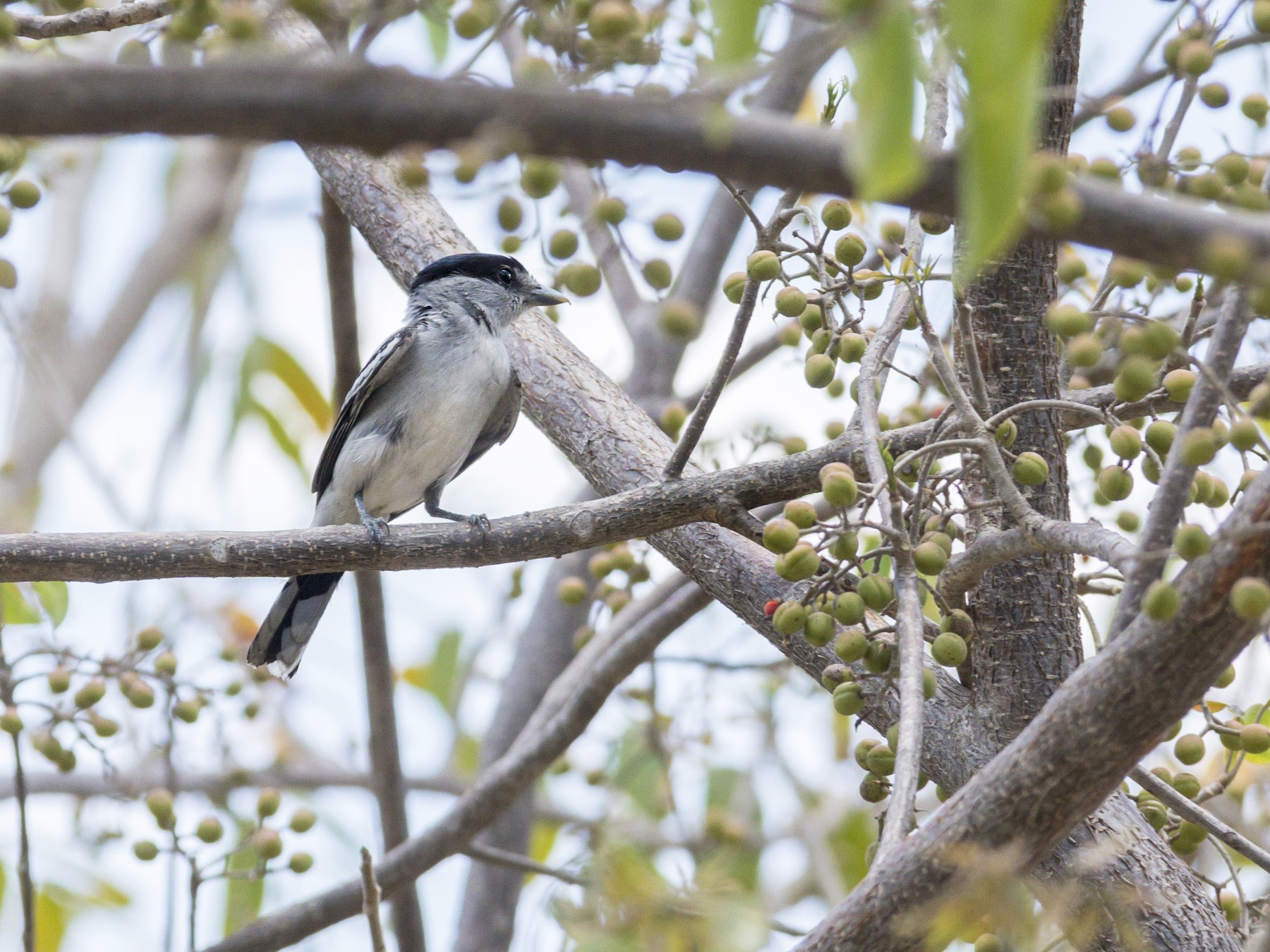 Gray-collared Becard - eBird