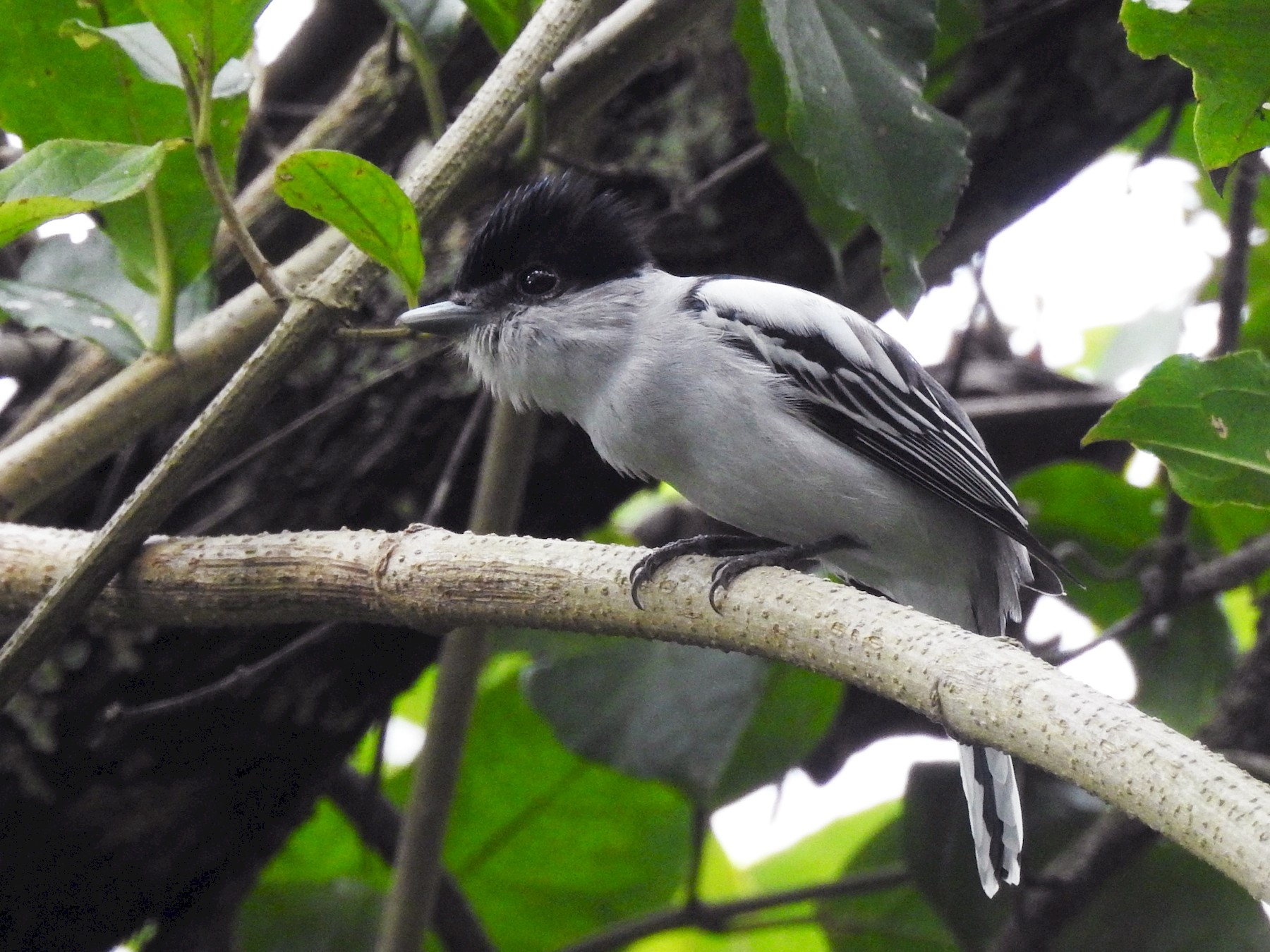 Gray-collared Becard - eBird