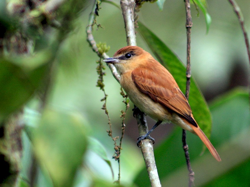 Cinnamon Becard - eBird