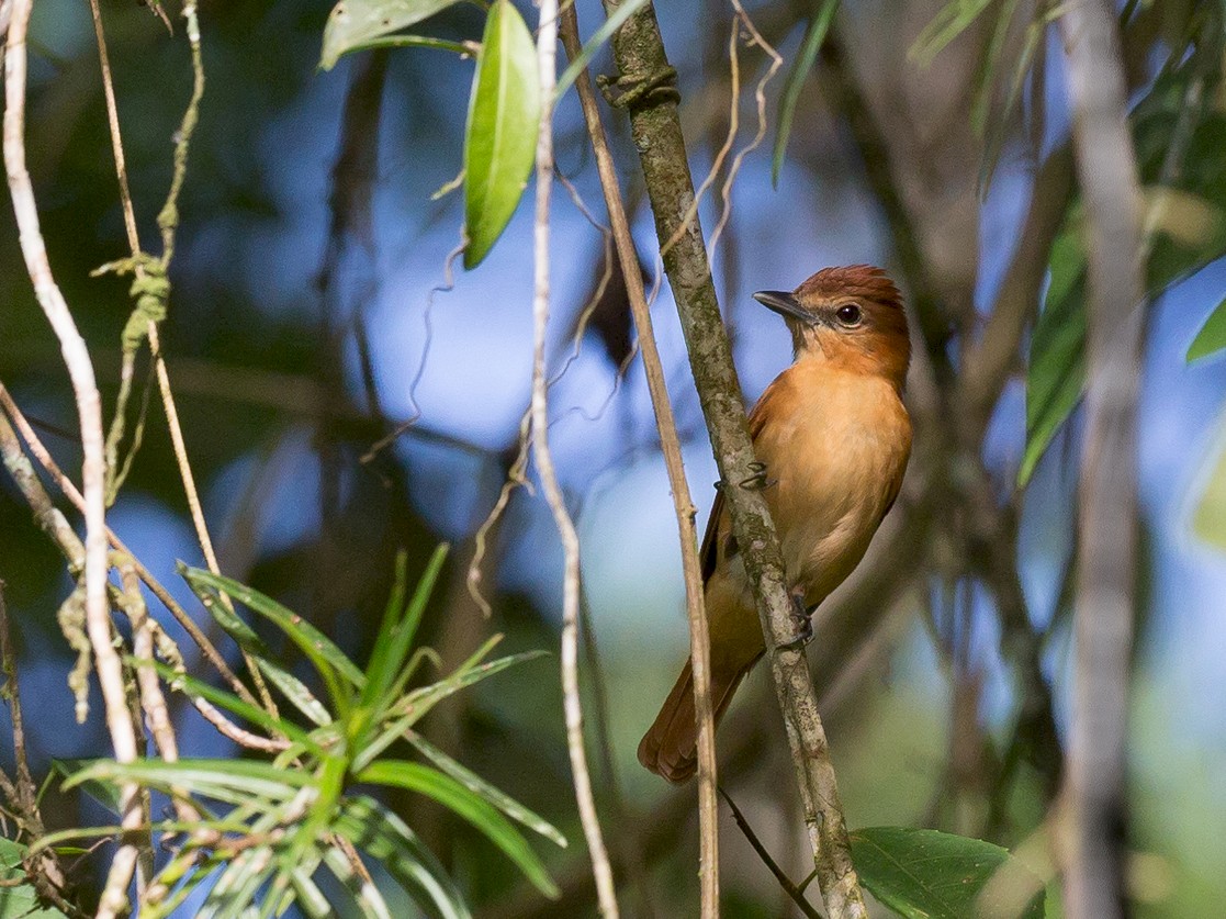 Cinnamon Becard - eBird