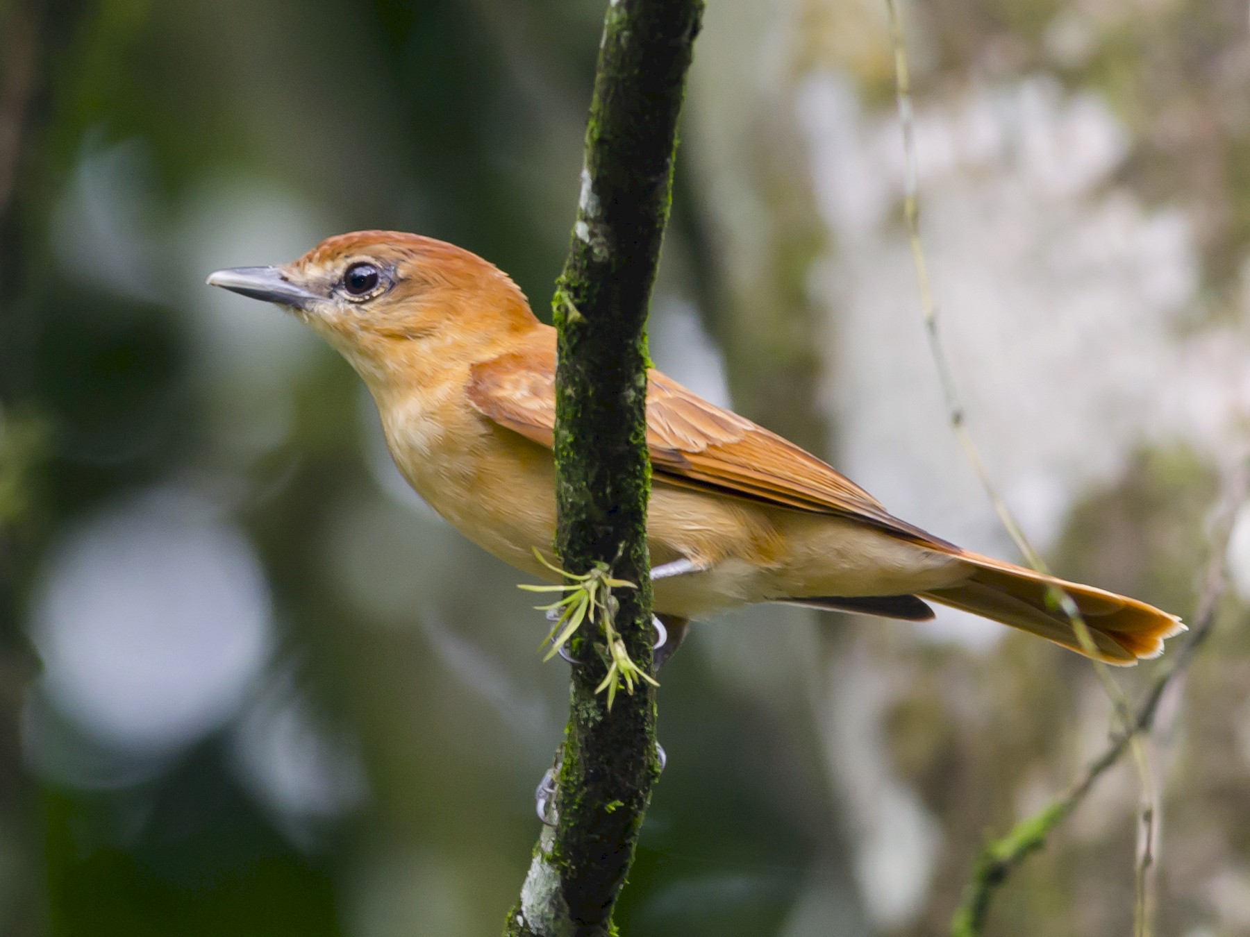 Cinnamon Becard - eBird