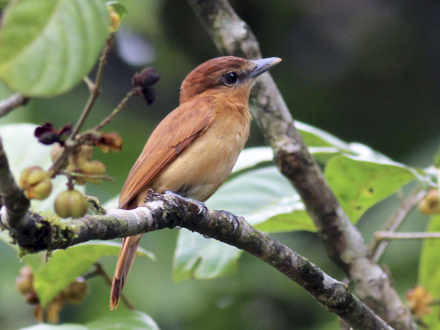 Cinnamon Becard - eBird