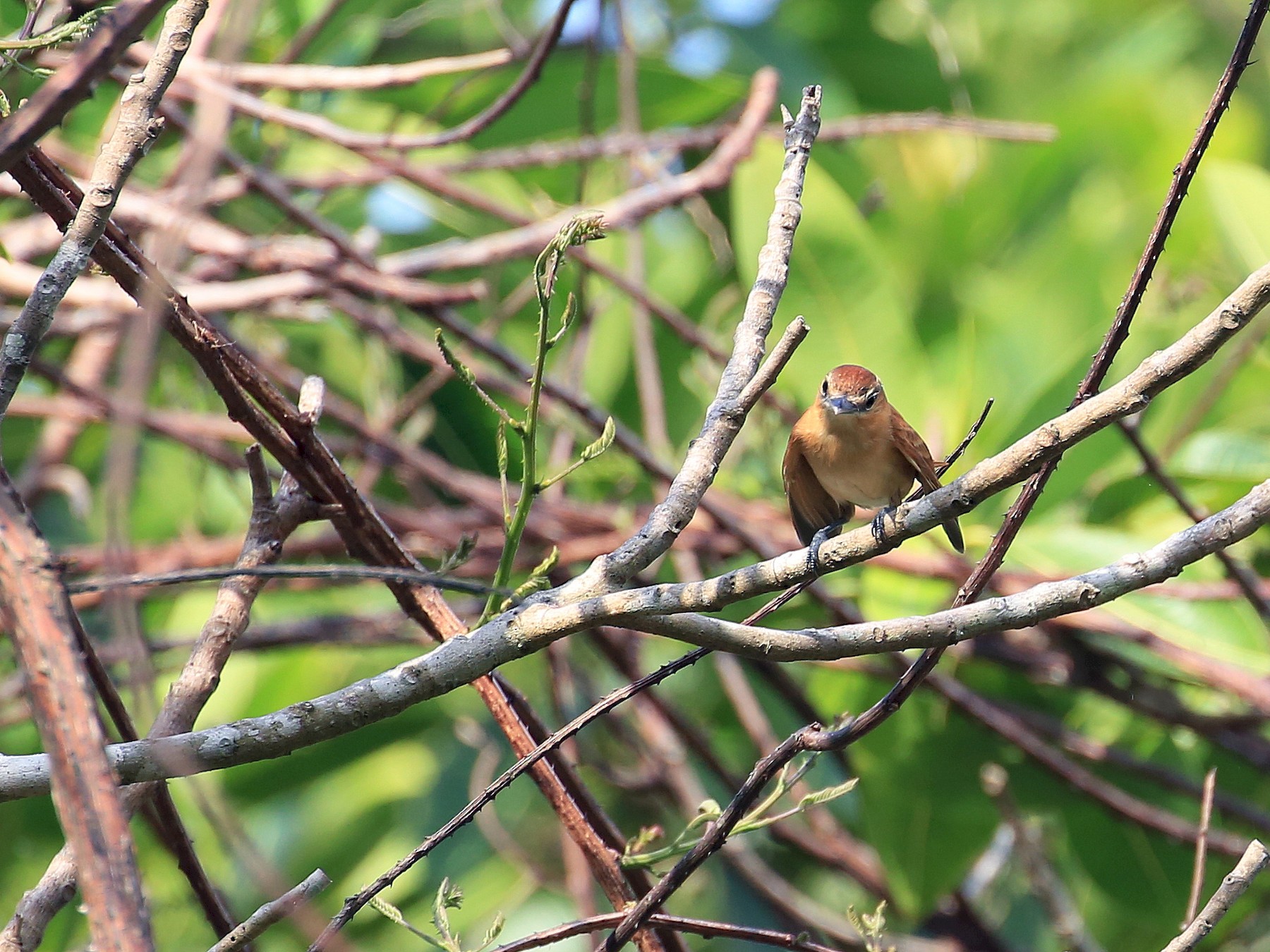 Cinnamon Becard - eBird