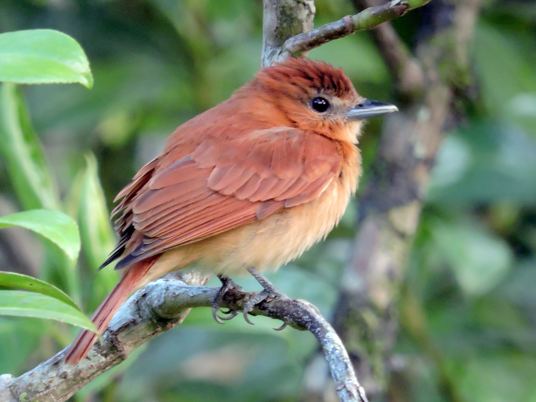 Cinnamon Becard - eBird