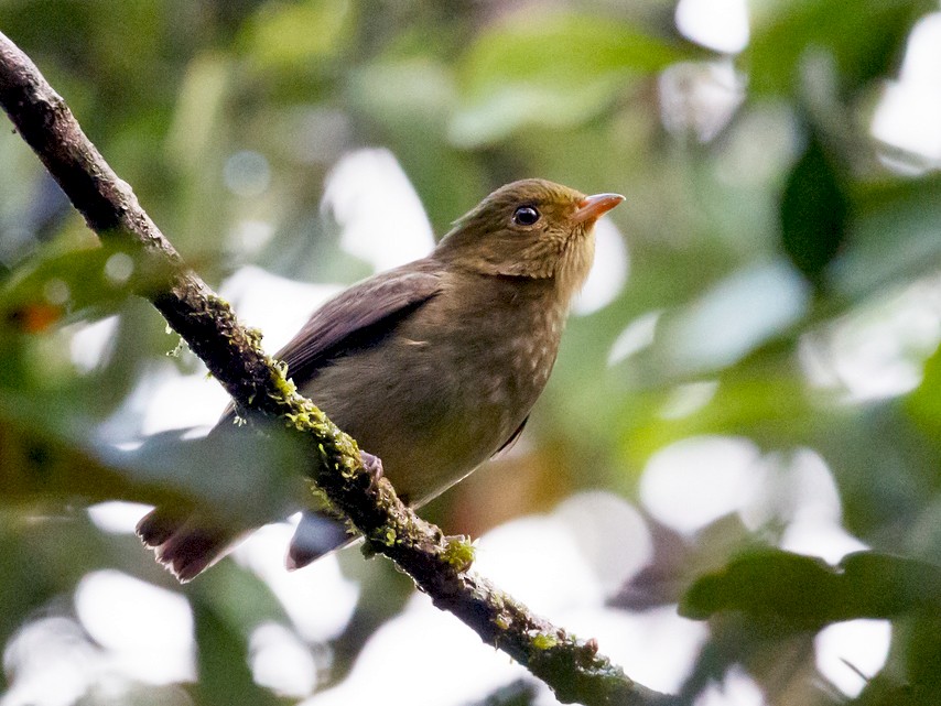 Red-capped Manakin - eBird
