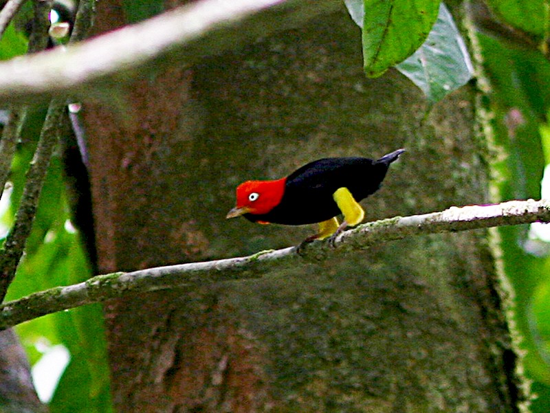Red-capped Manakin - eBird