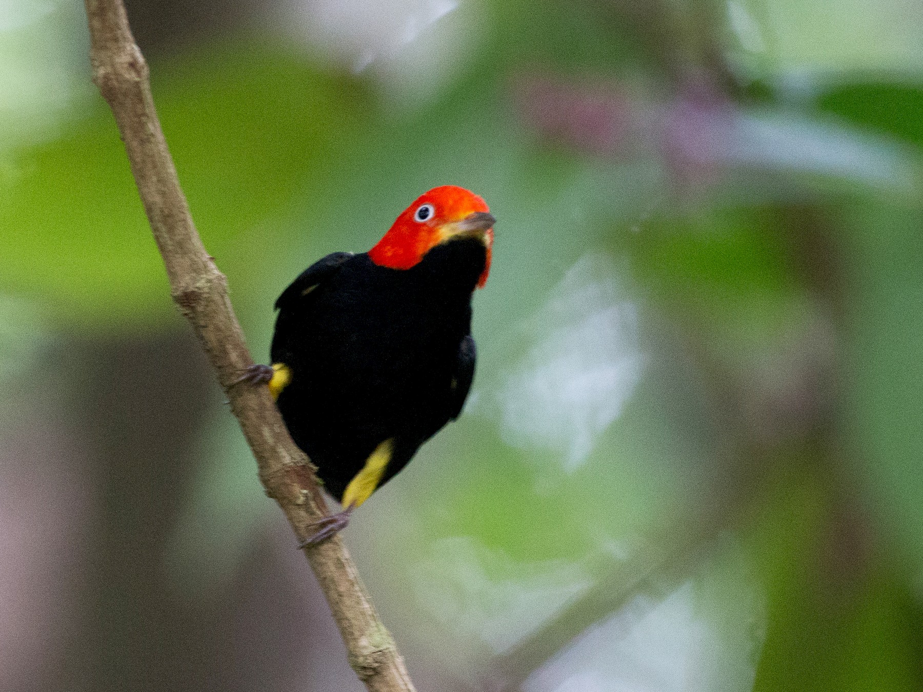 Red-capped Manakin - eBird