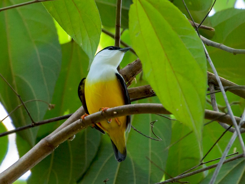 White-collared Manakin - eBird