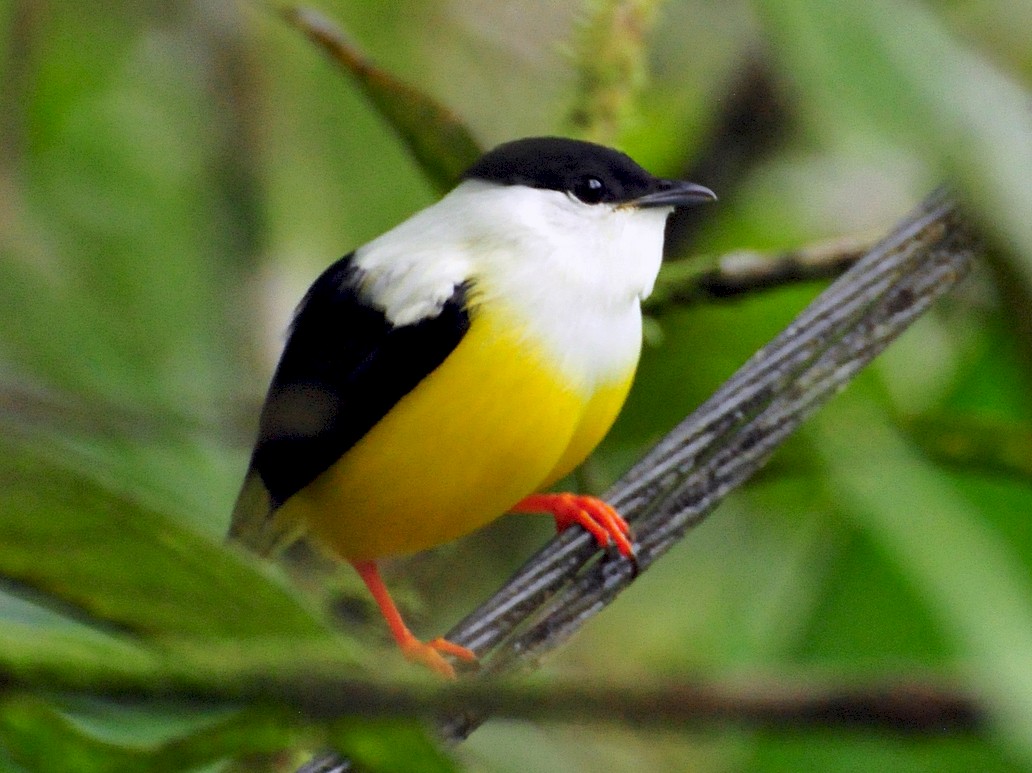 White-collared Manakin - eBird