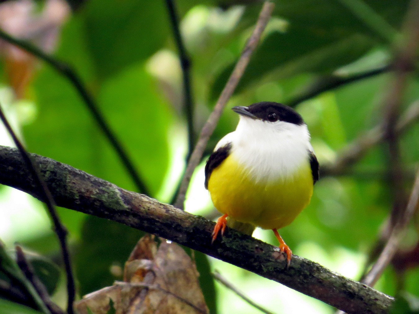 White-collared Manakin - eBird