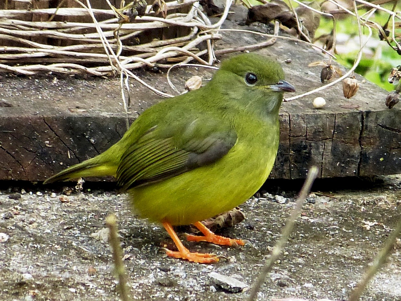 White-collared Manakin - eBird