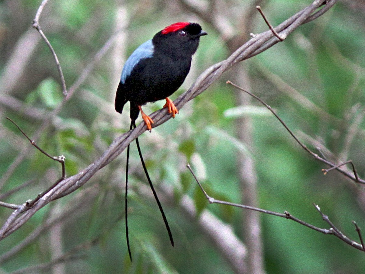 Long-tailed Manakin - Chiroxiphia linearis - Birds of the World