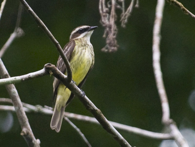 Piratic Flycatcher - eBird