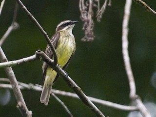 Piratic Flycatcher - eBird