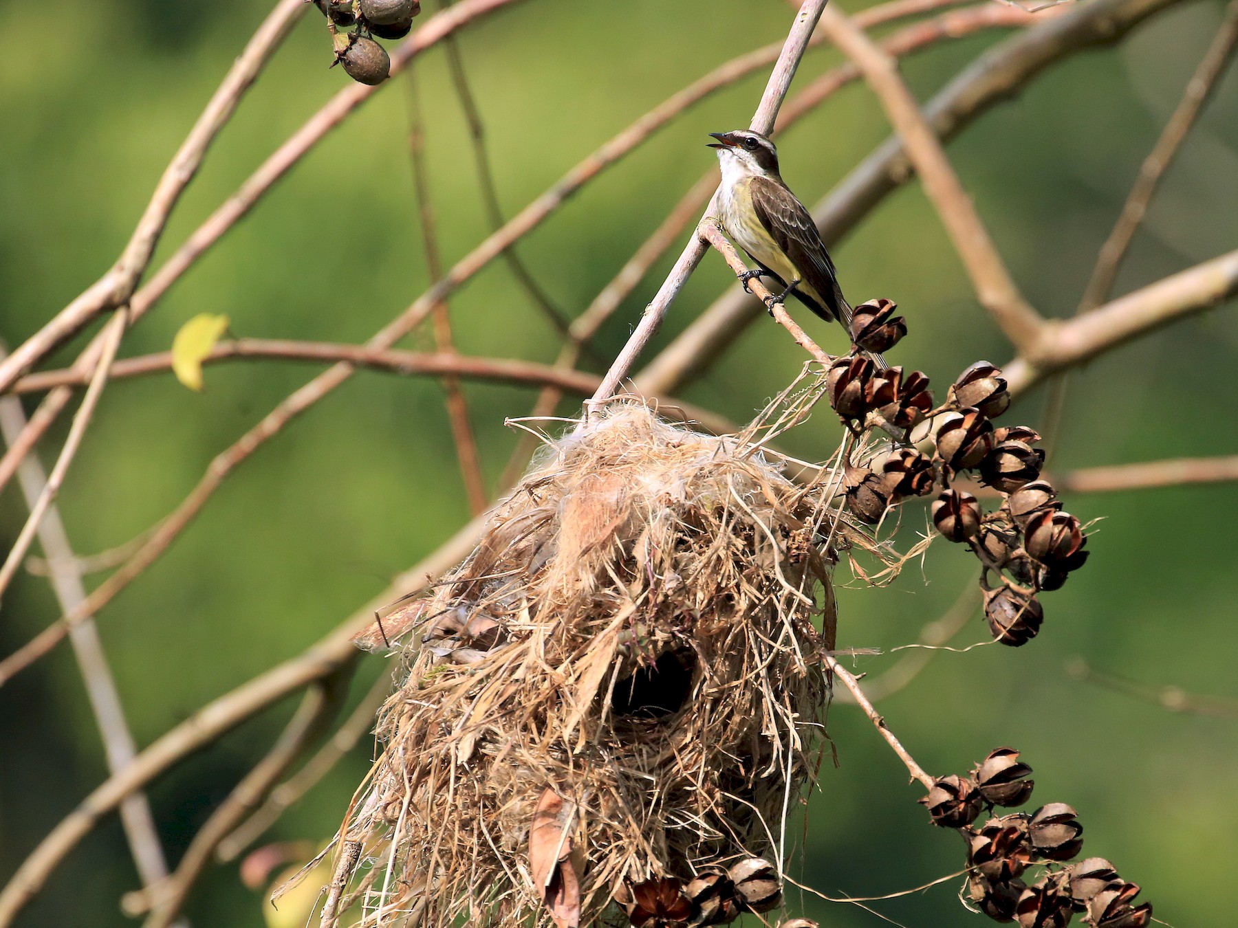 Piratic Flycatcher - eBird
