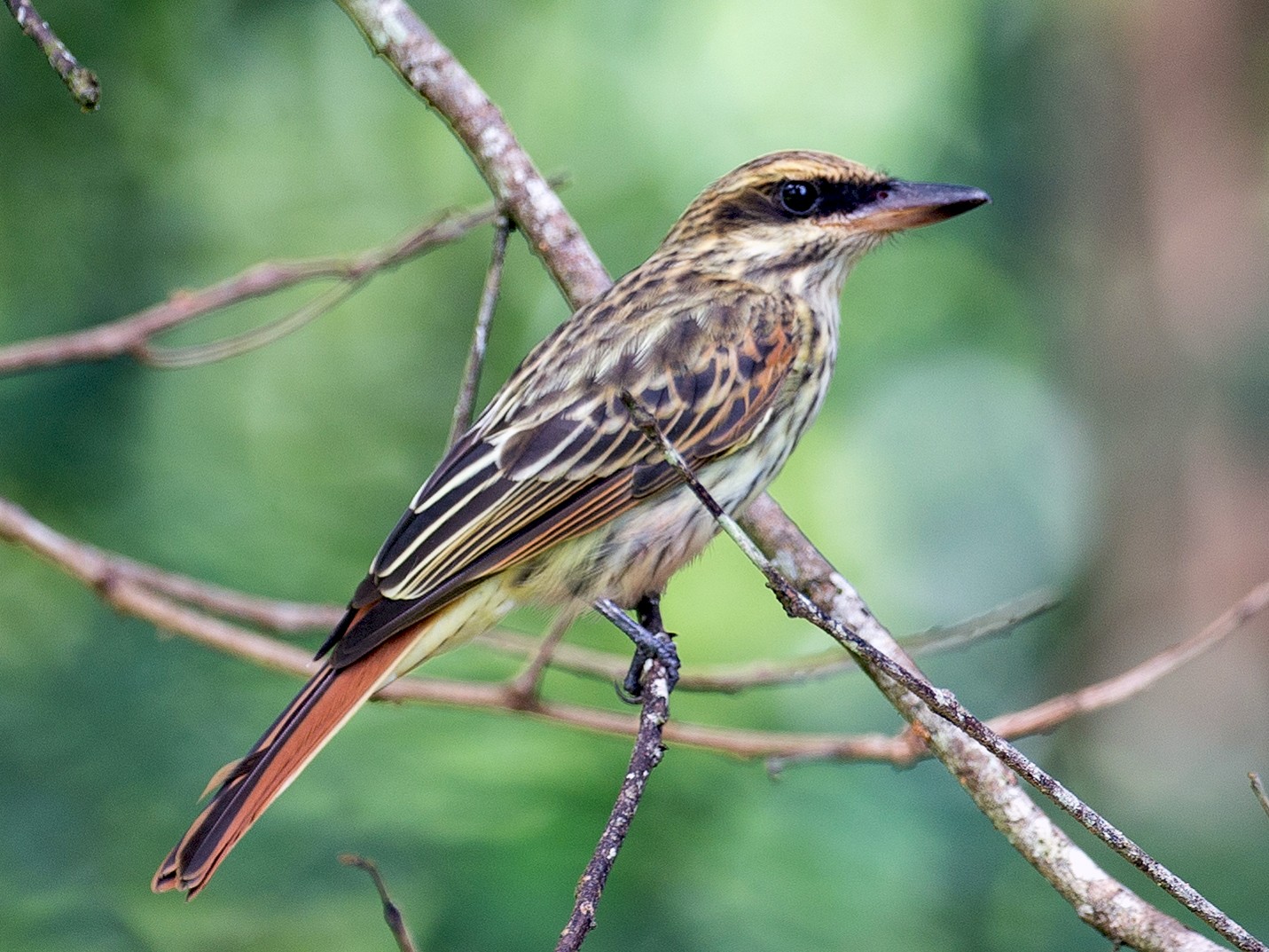 Mosquero Rayado - eBird