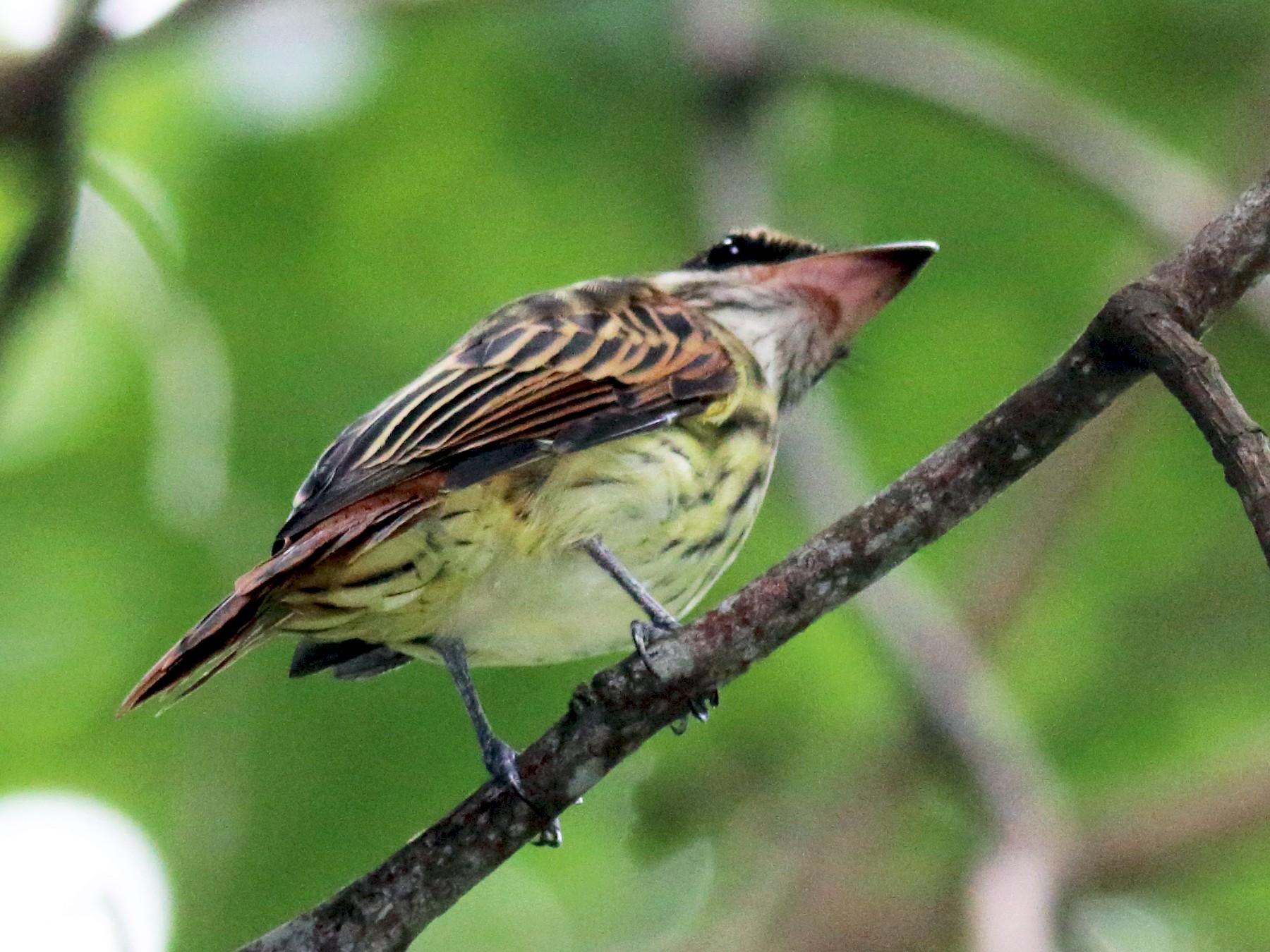 bem-te-vi-rajado - eBird