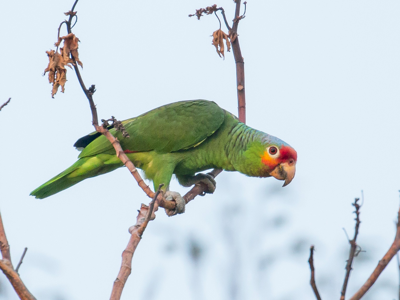 Red Lored Amazon Parrot