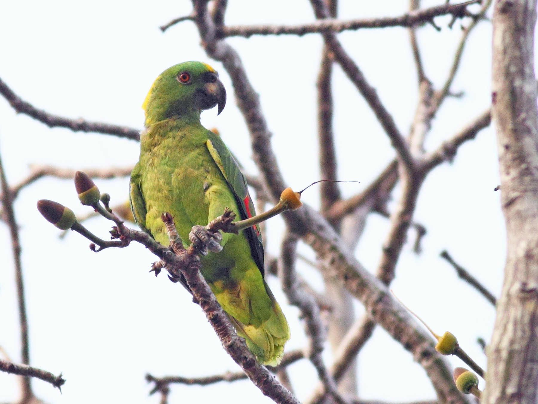 Yellow-naped Amazon - eBird