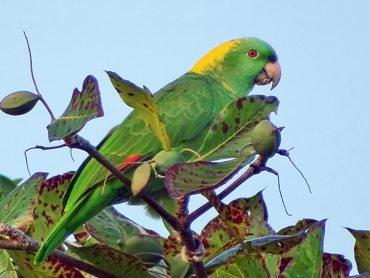 Yellow-naped Amazon - Amazona auropalliata - Birds of the World