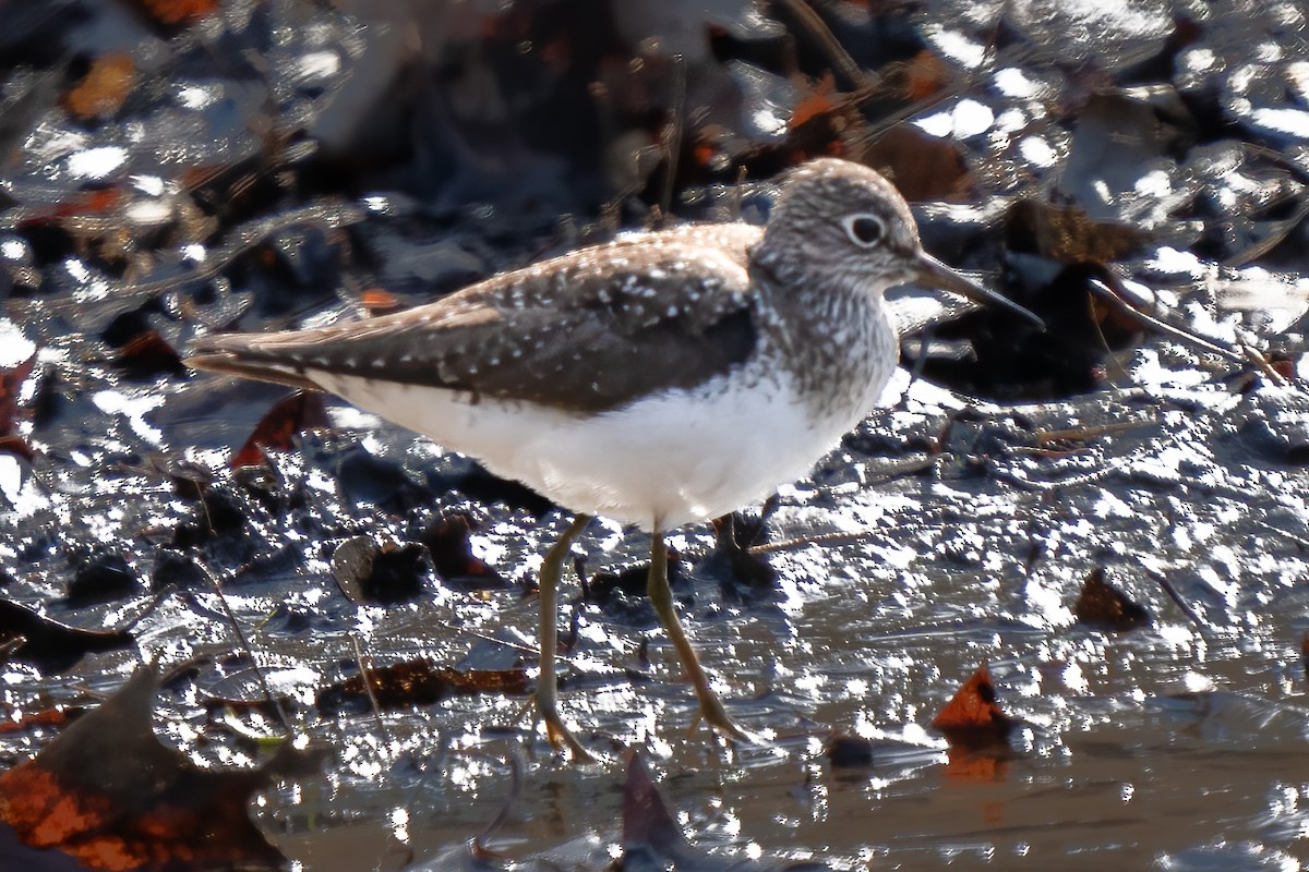 eBird Checklist - 3 May 2022 - Garret Mountain Reservation (Park) - 66 ...