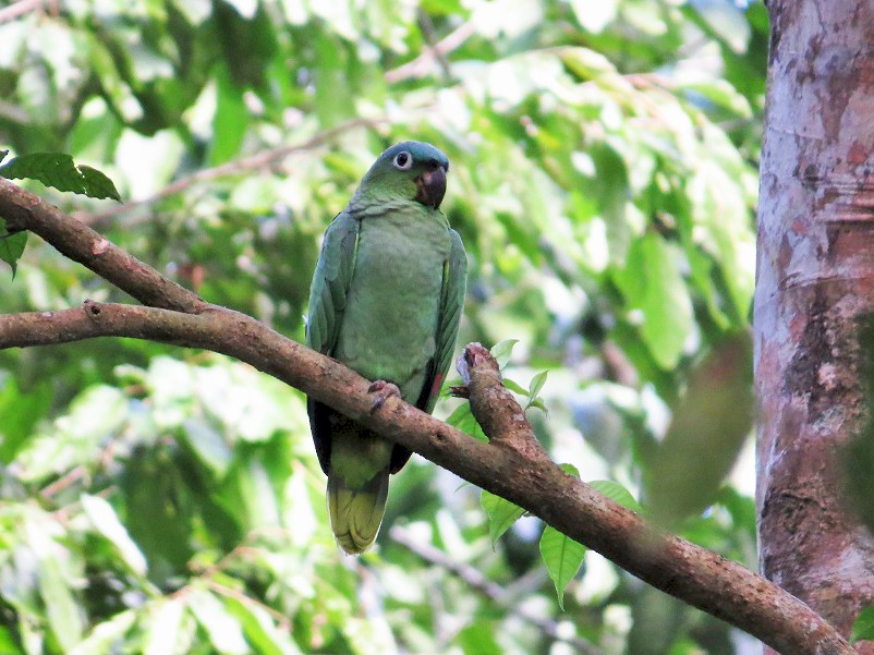 Mealy Parrot - eBird