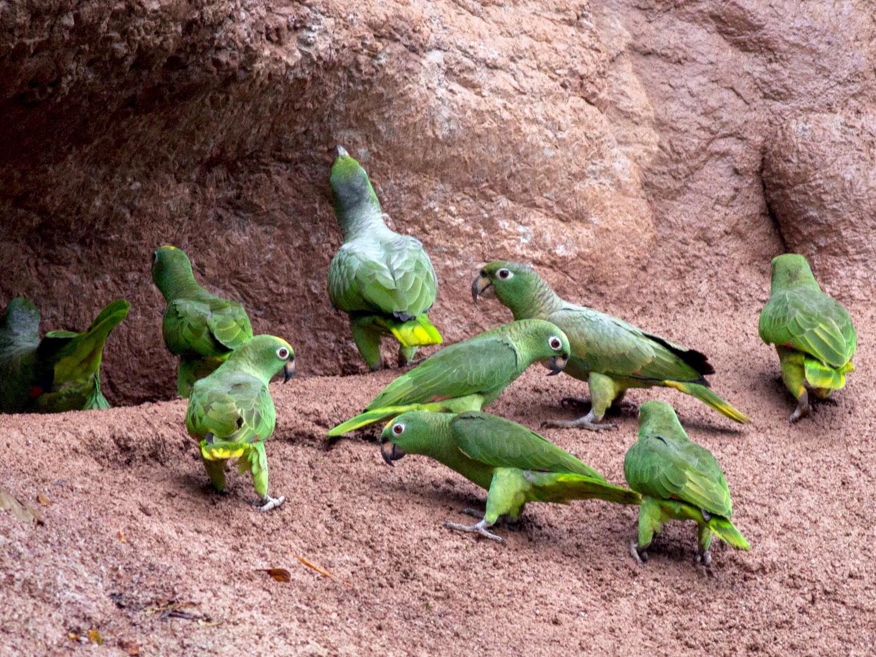 Mealy Parrot - eBird